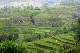 Reisanbau auf zwanzig Etagen